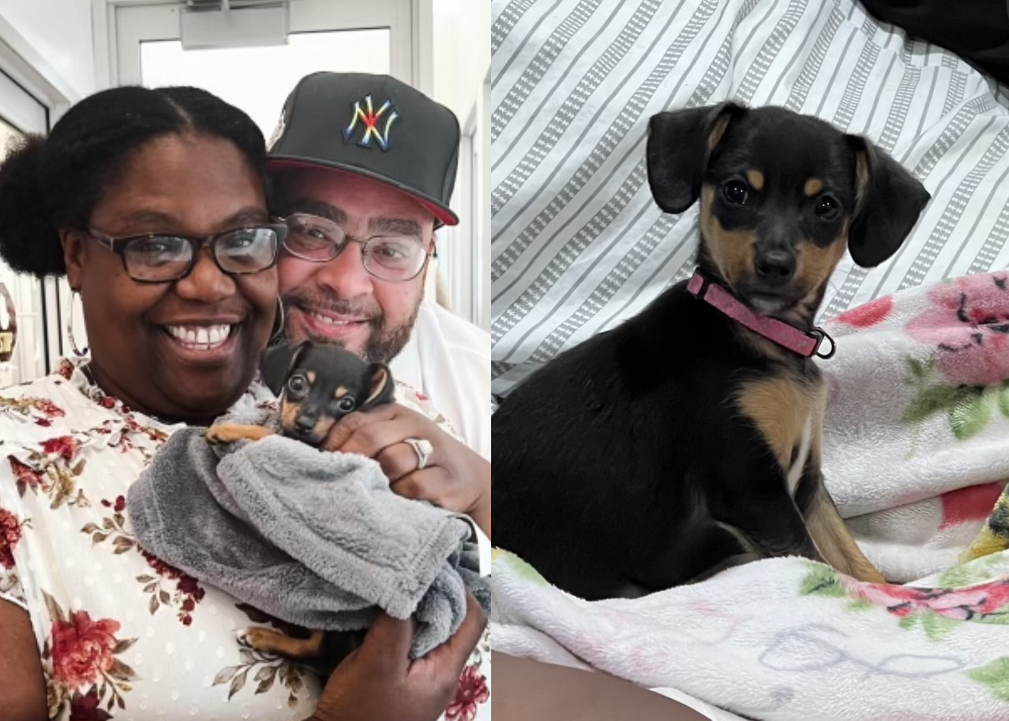 Babe – Animal Haven